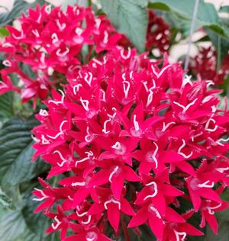 mgps118 - Penta - Graffiti OG Red Velvet | Tulsa County Master Gardener ...