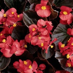mgps003 - Begonia - Bronze Leaf Red (Cocktail Vodka) | Tulsa County ...