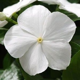 mgps070 - Vinca/Periwinkle - Mediterranean Pure White | Tulsa County ...